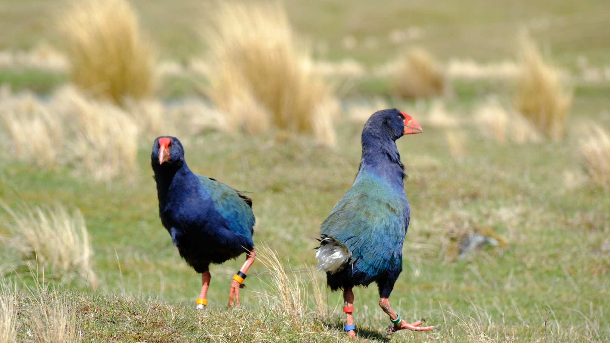 Takahē spread their wings further afield | Fulton Hogan